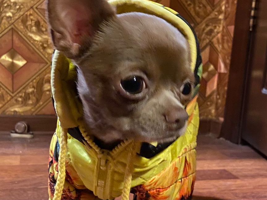 Курточка для собаки мелкой породы