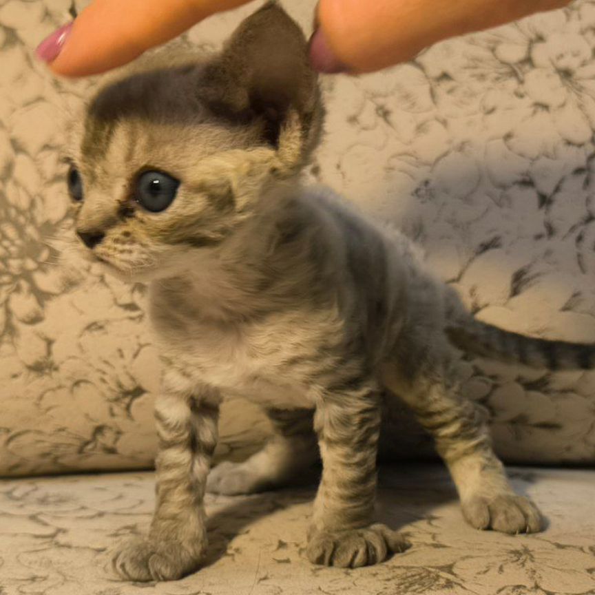 Девон-рекс котёнок