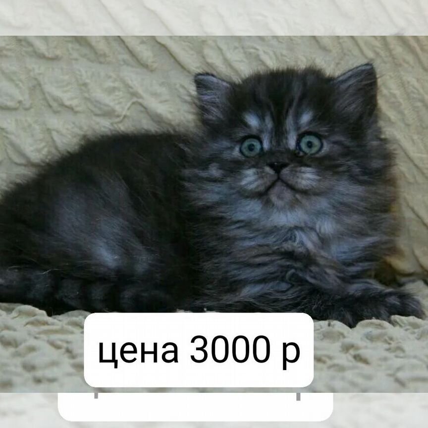 Чистокровные шотландские котята