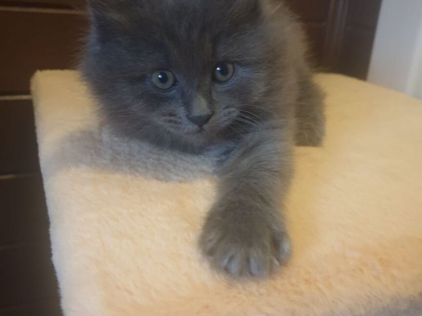 Мальчик курбобик