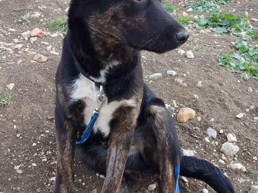 Собака щенок в добрые руки