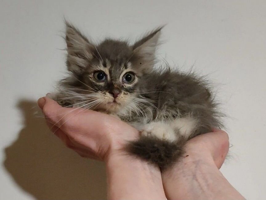 Котята-инопланетяне для вас