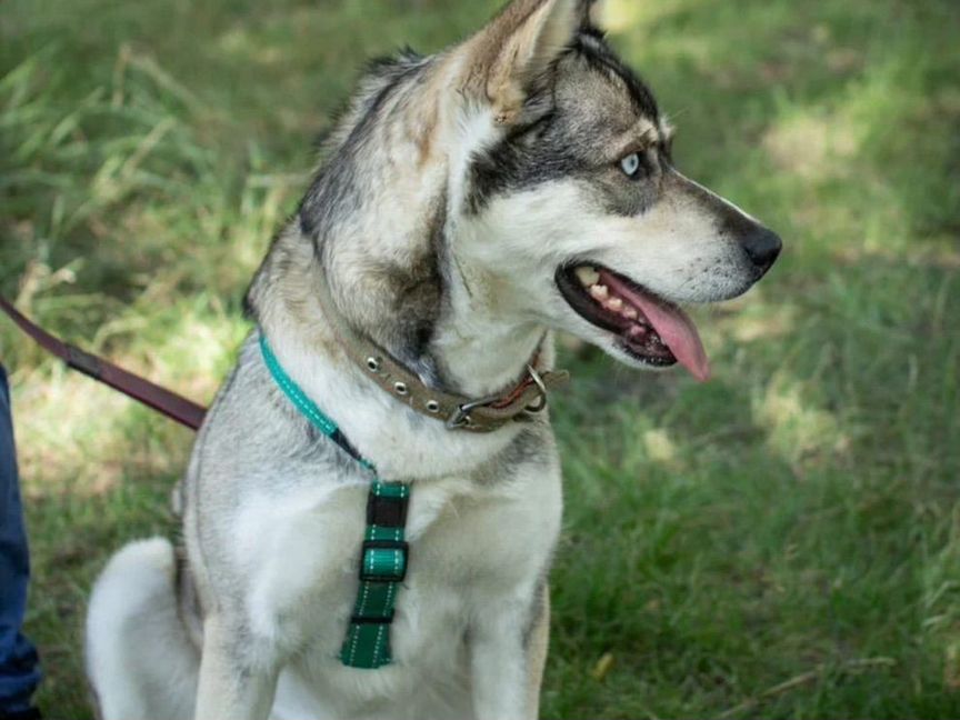Хаски девочка попала в приют