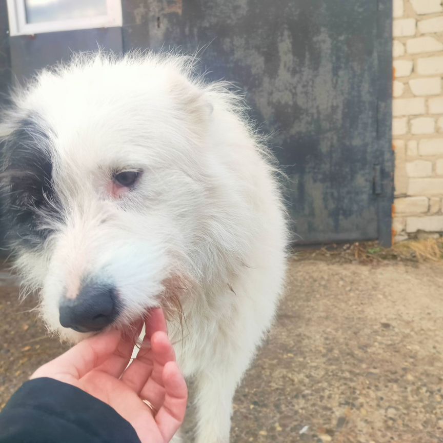 В добрые руки