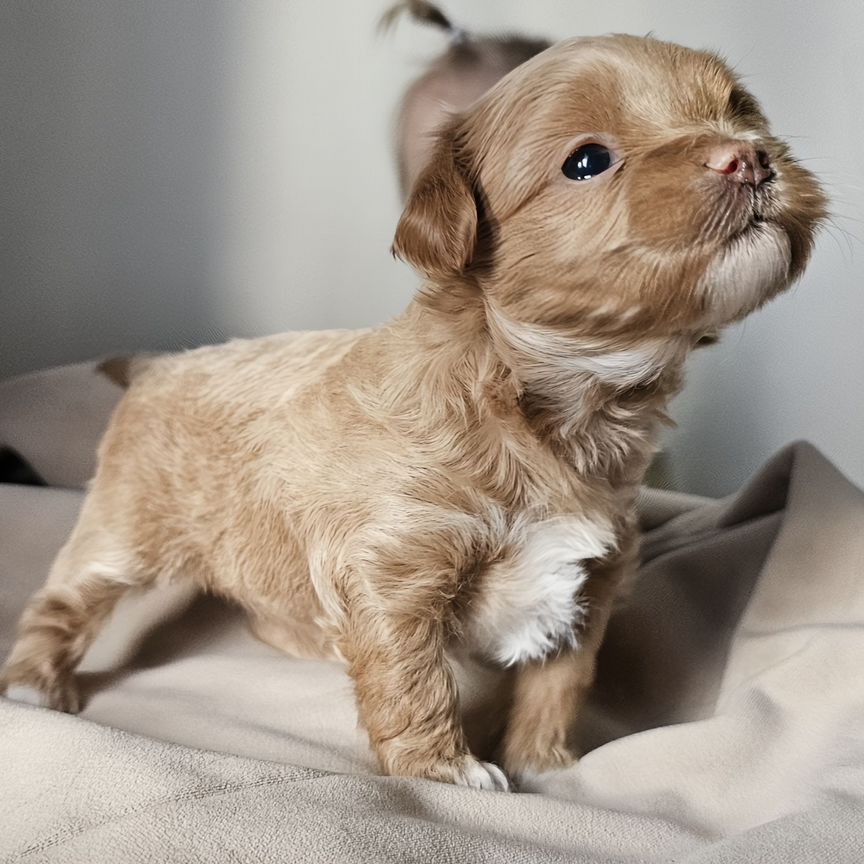 Мальтипу, щенок