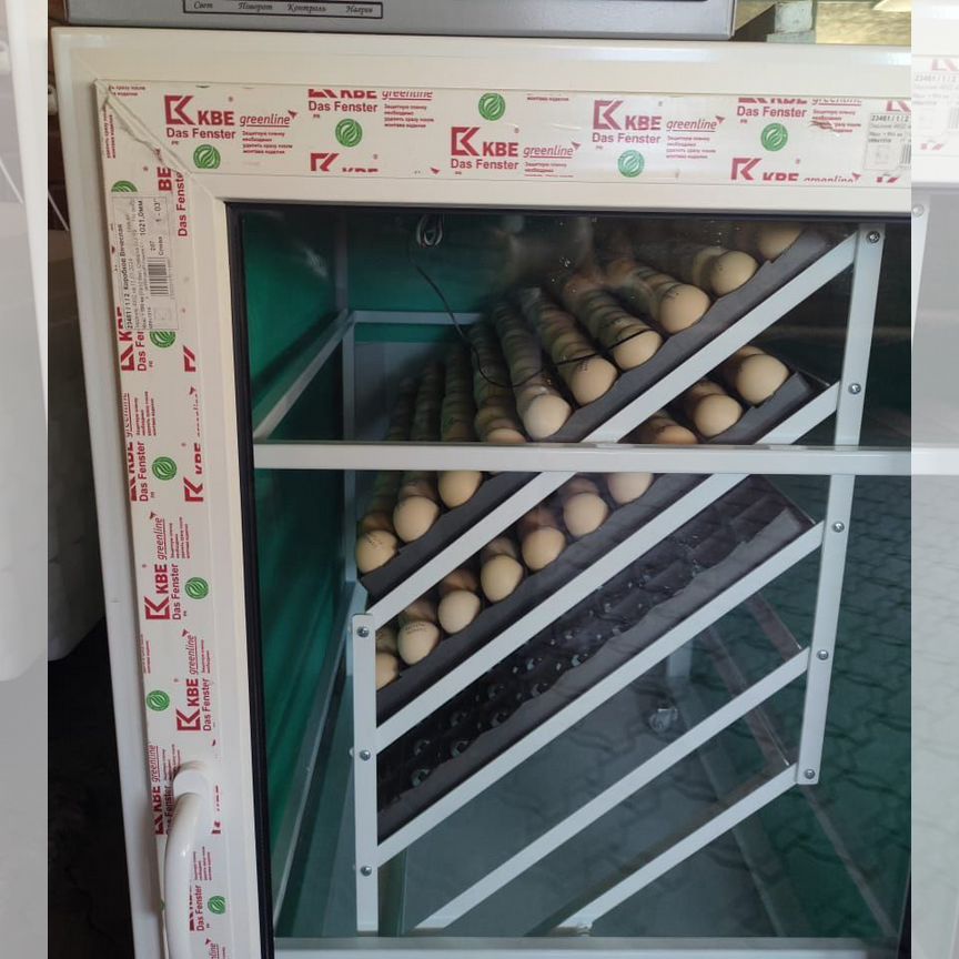 Цыплята бройлеры Кобб 500, Испания