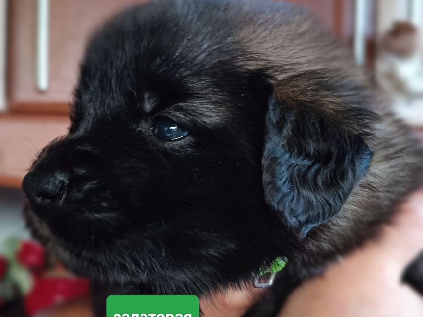 Прекраснейшие щенки породы леонбергер (2 мес)