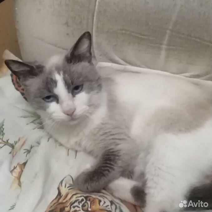 Отдам кота в добрые руки фенотип Тайца/Сноу-Шу