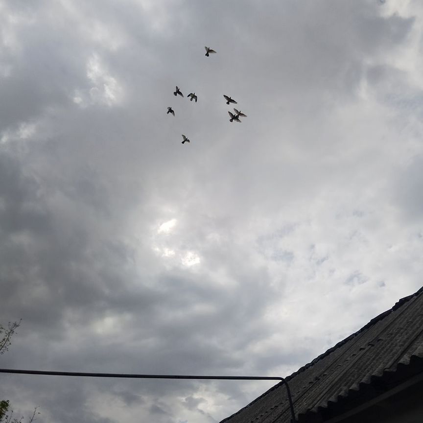 Продам голубей порода бакинская сбоям и лётом