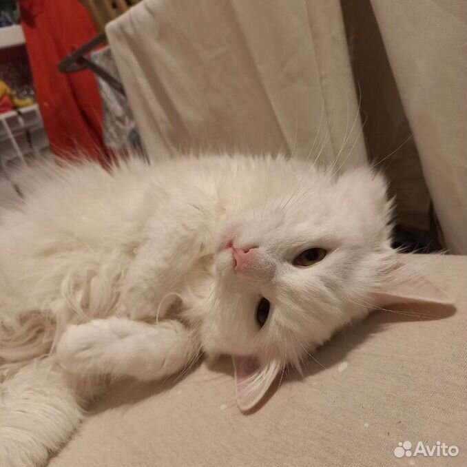 Красавец мужчина