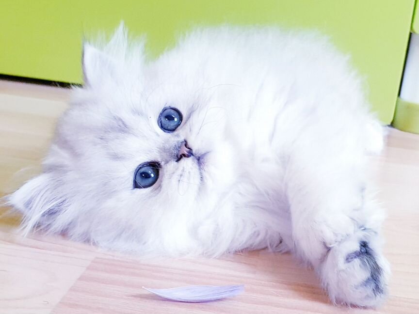 Шотландские