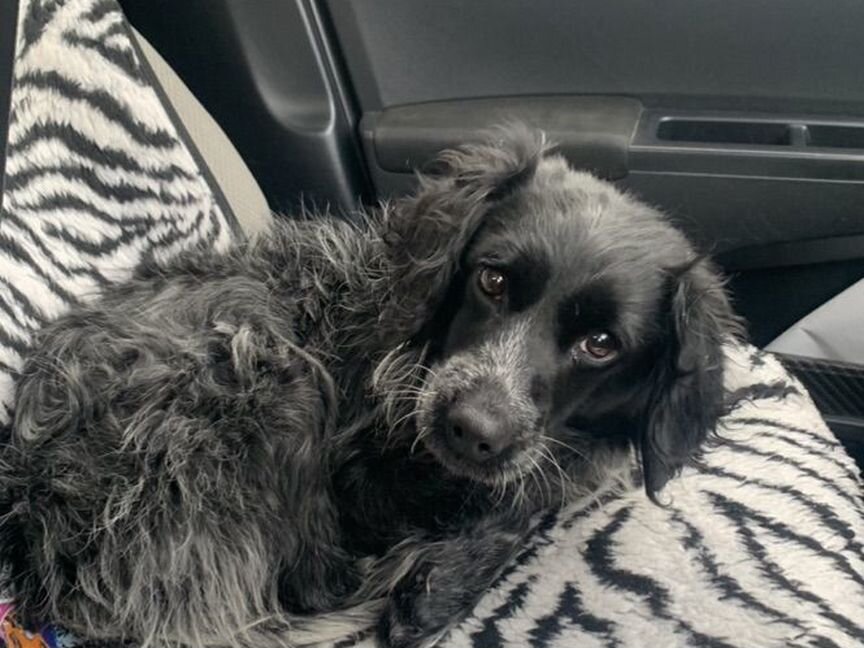 Русский спаниель