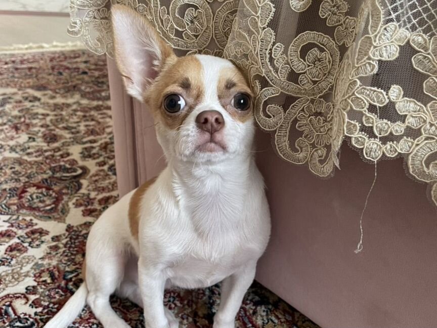 Собаки чихуахуа щенок мини