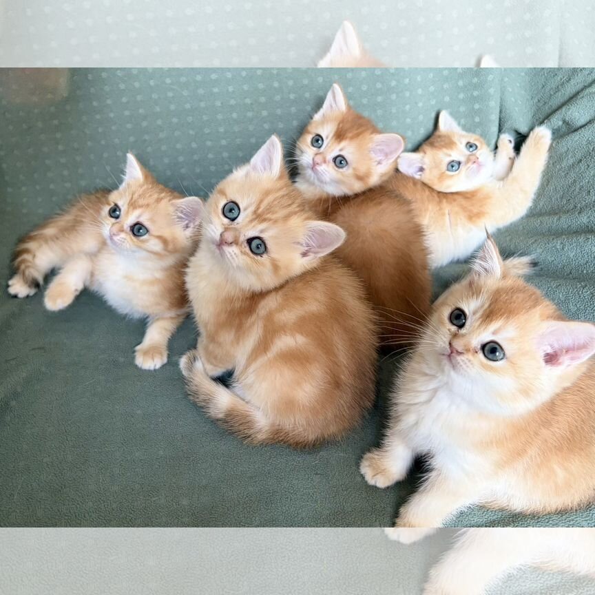 Шотландский прямоухий длинношёрстный котёнок