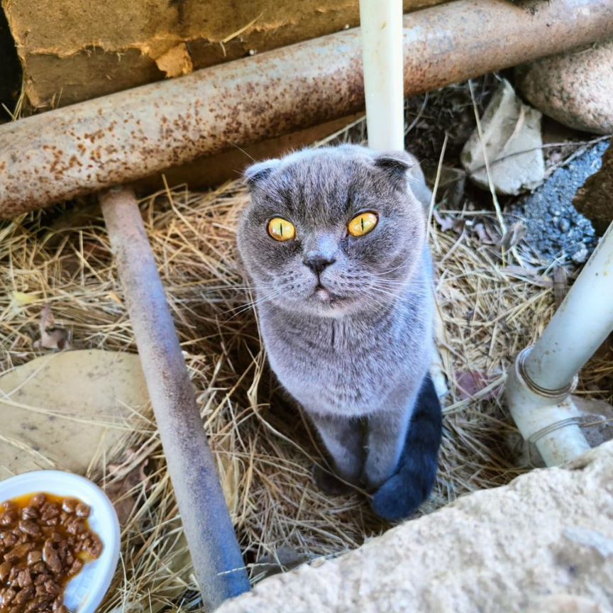 Вислоухий молодой котик