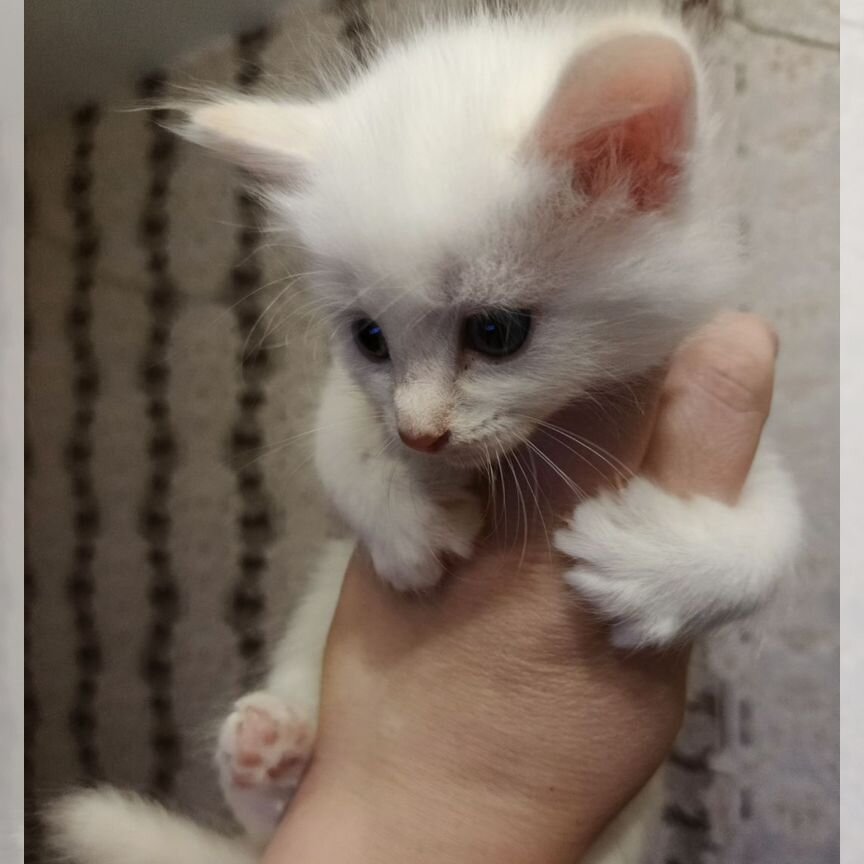 Невский маскарадный котёнок