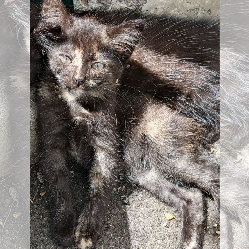 Котёнок в добрые руки