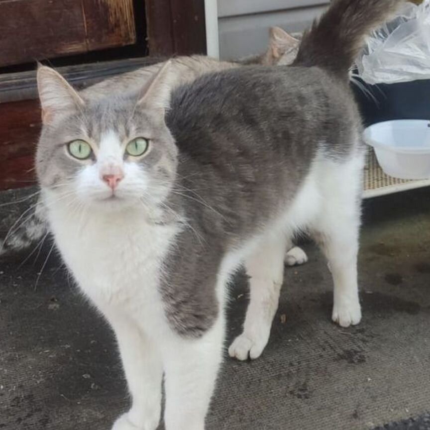 Взрослый кот в добрые руки