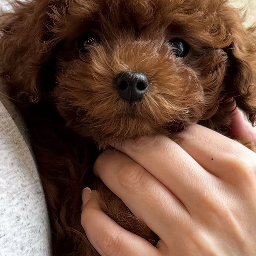 Той-пудель, щенок