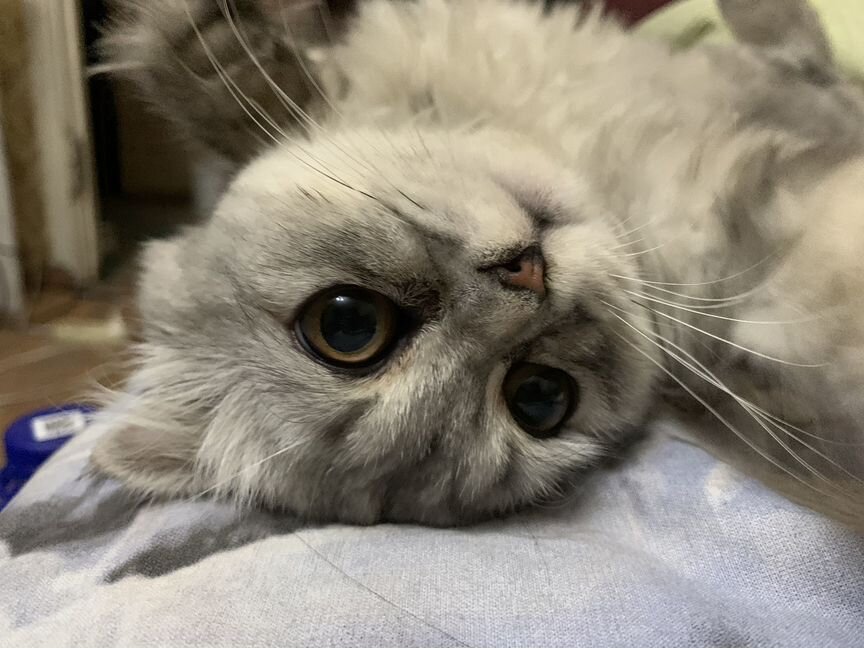 Шотландка ищет котика