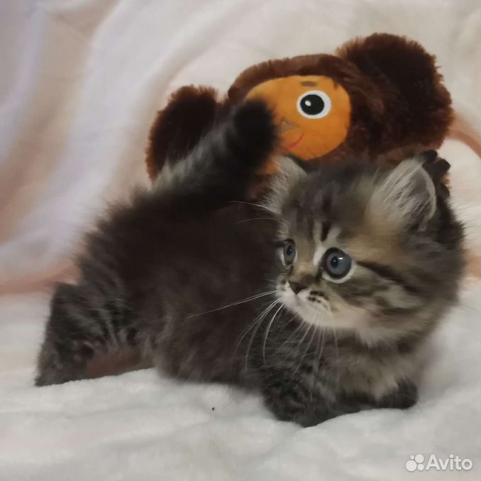 Эксклюзивчик