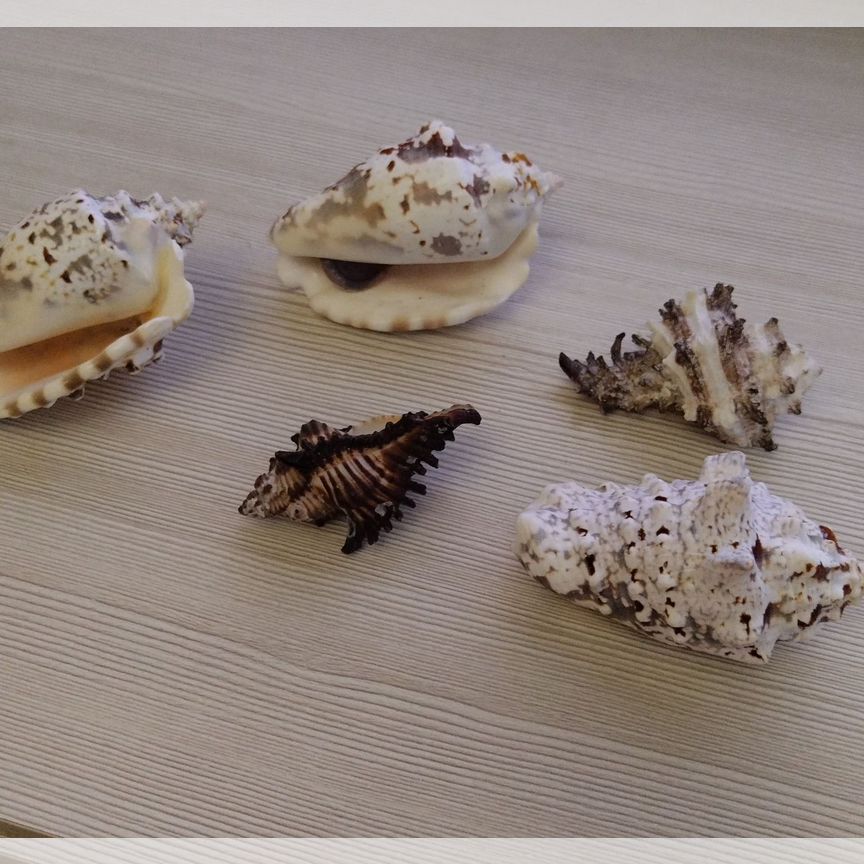 Ракушки морские