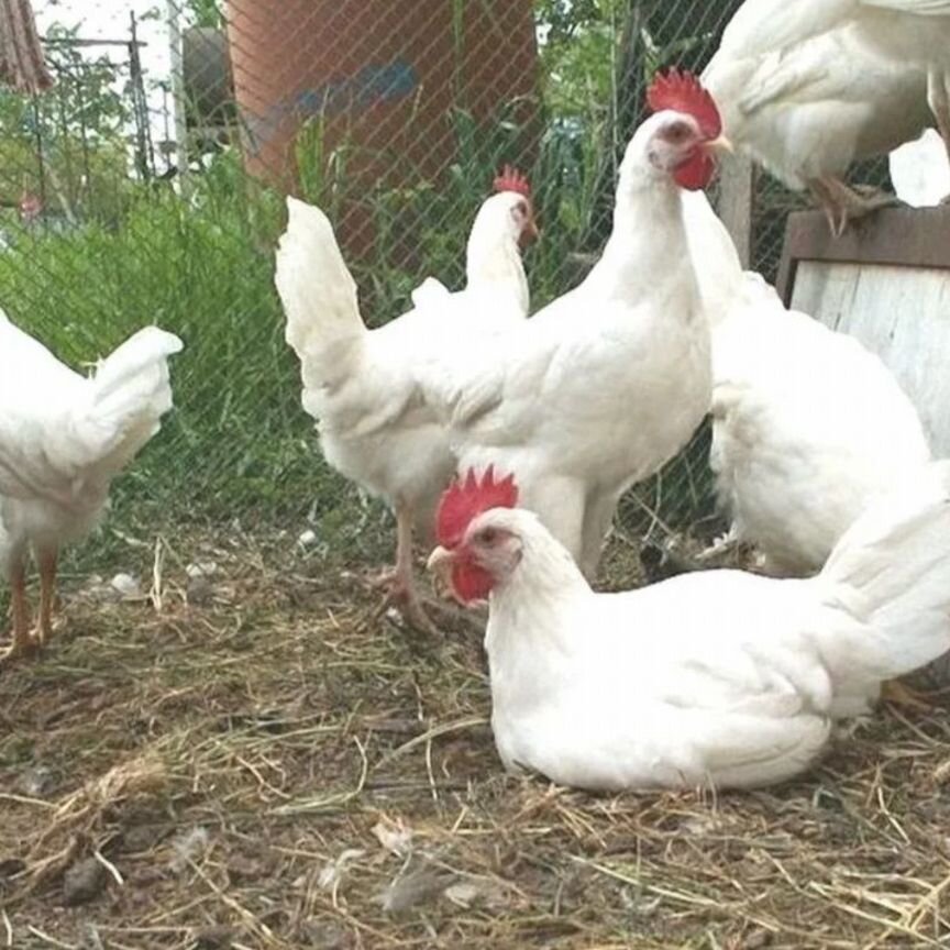 Несушки высокой яйценоскости с доставкой