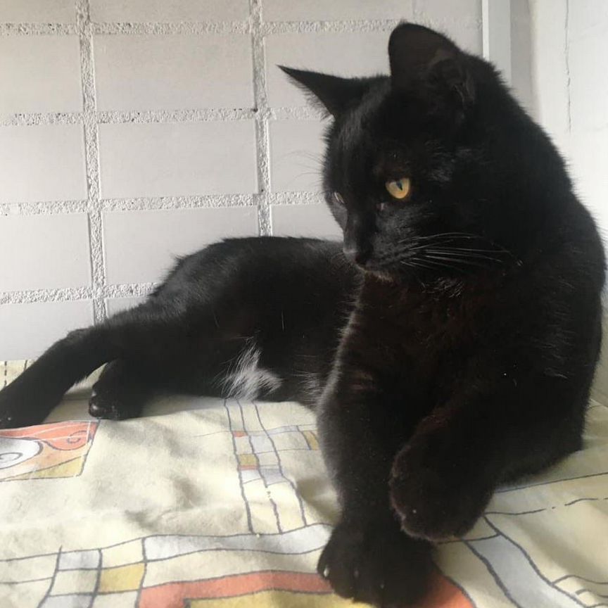 Котик в добрые руки