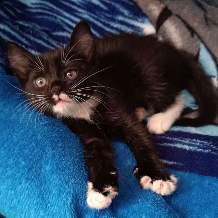 Котёнок в добрые руки