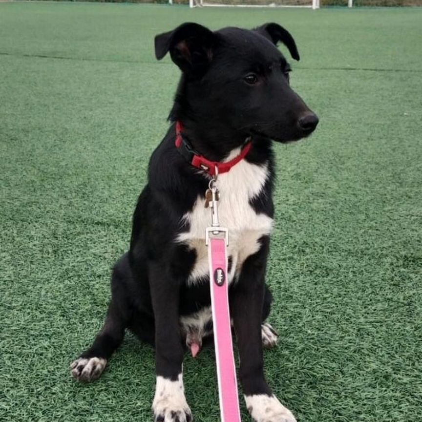 Пёс Рей ищет дом