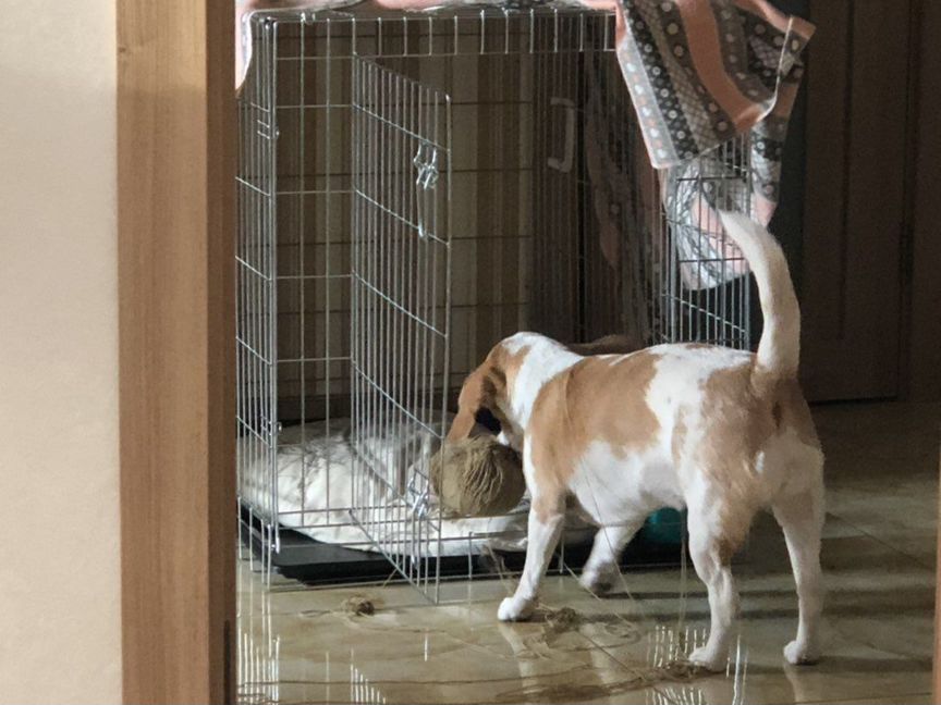 Клетка для собак