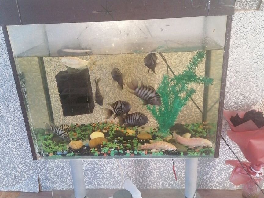 Продам аквариум с тумбой и рыбками(хищниками)