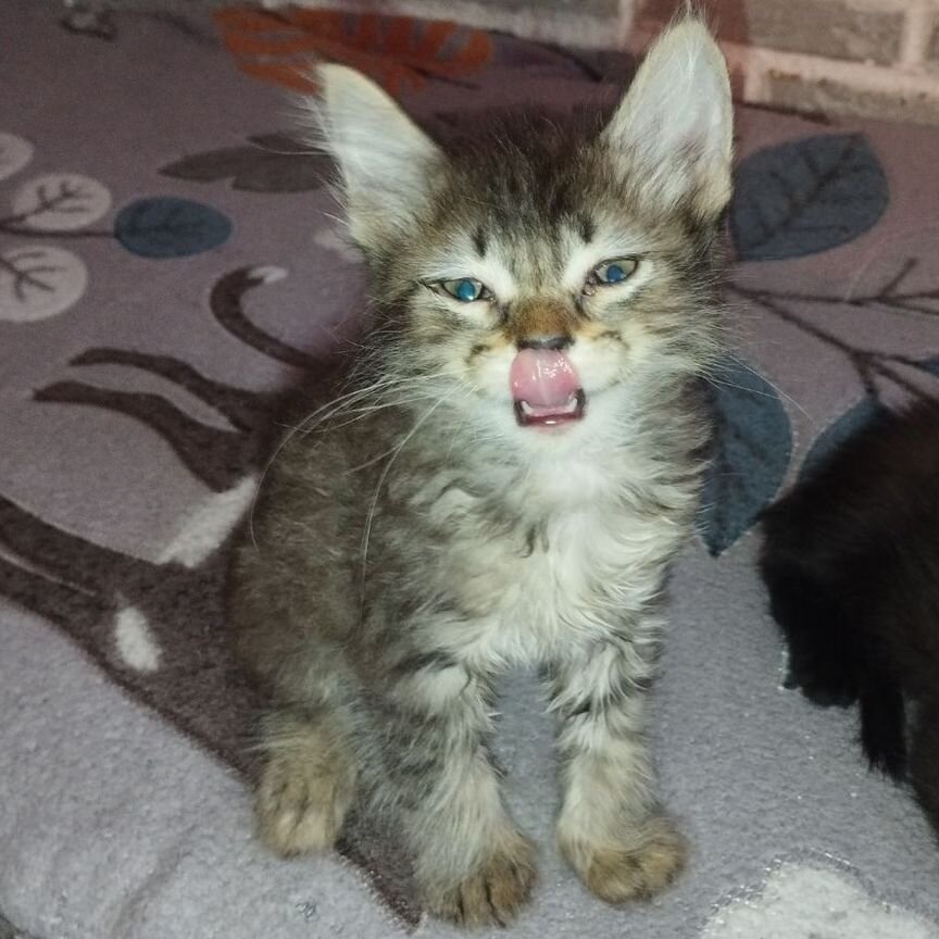 Котёнок в добрые руки