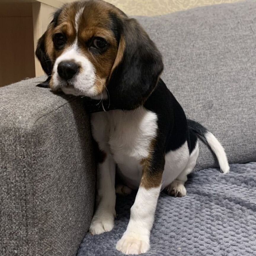 Бигль, щенок