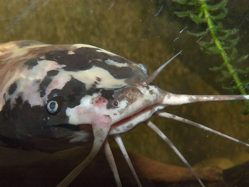 Сом клариус