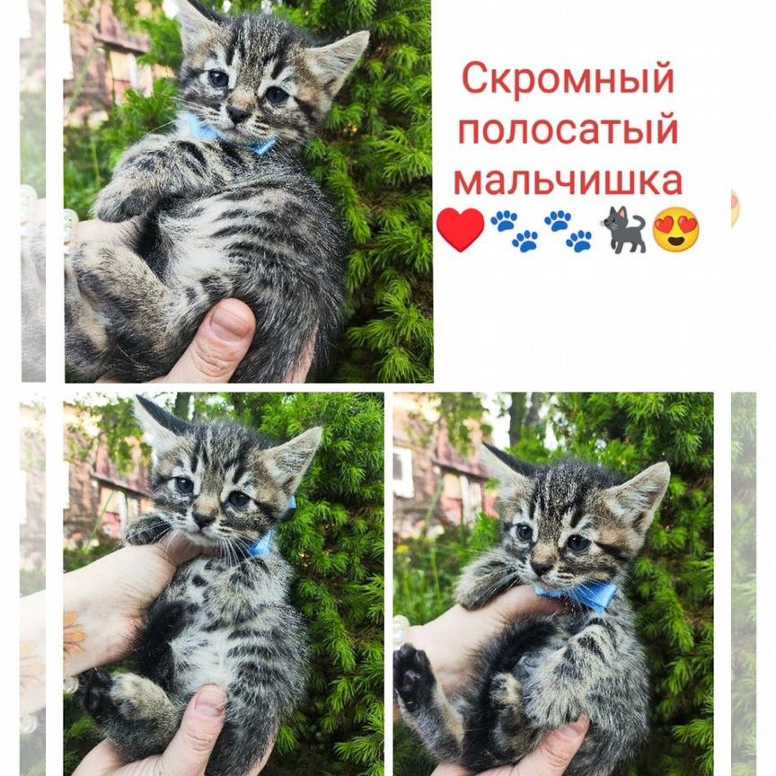 Котята в добрые руки