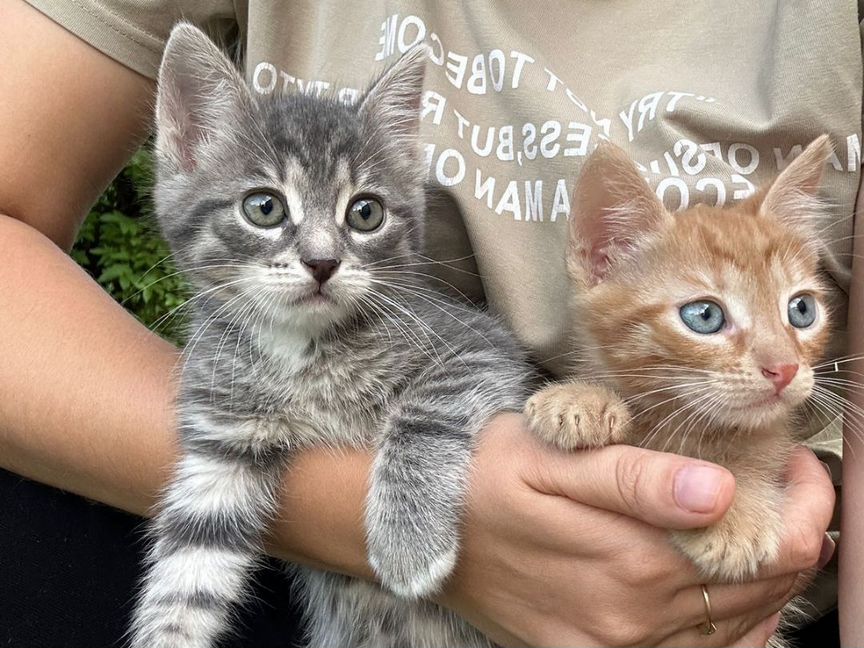 Разноцветные котята в дар