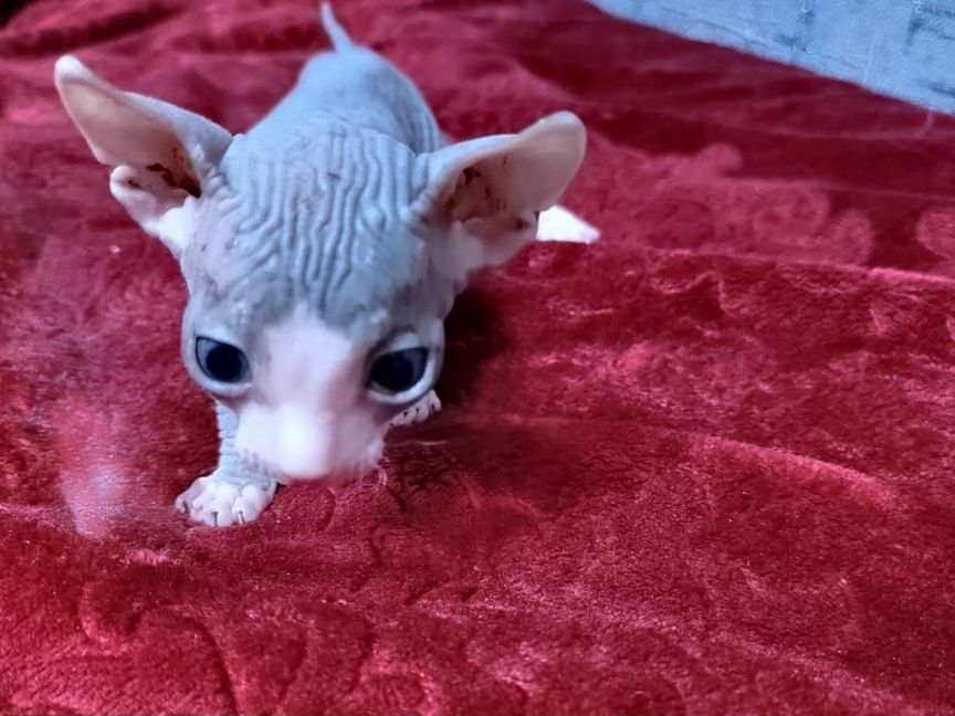 Канадский сфинкс