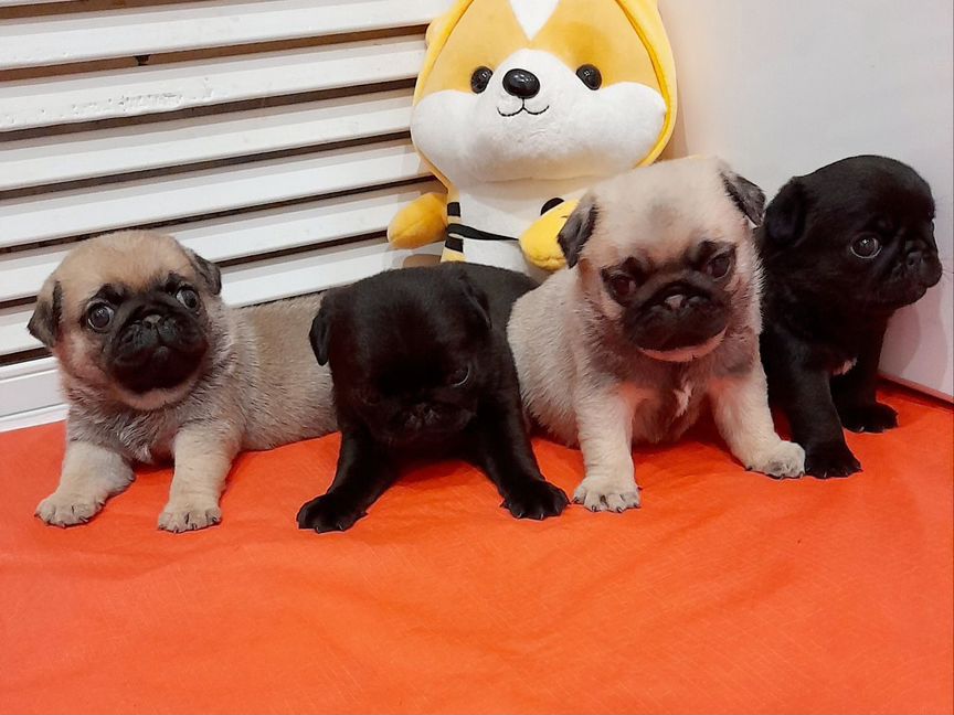 Щенки мопса