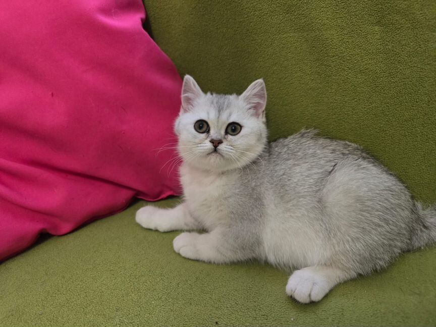 Шотландская серебристая шиншилла