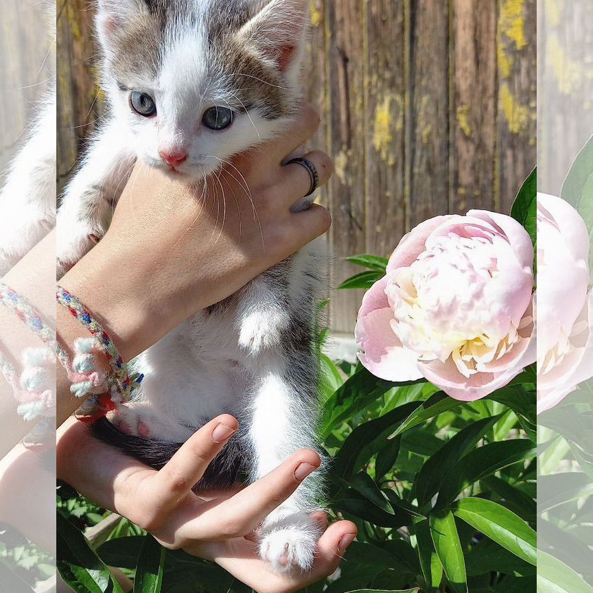 Котёнок в добрые руки