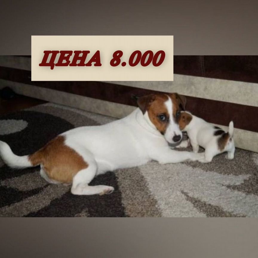 Джек-рассел-терьер, щенок