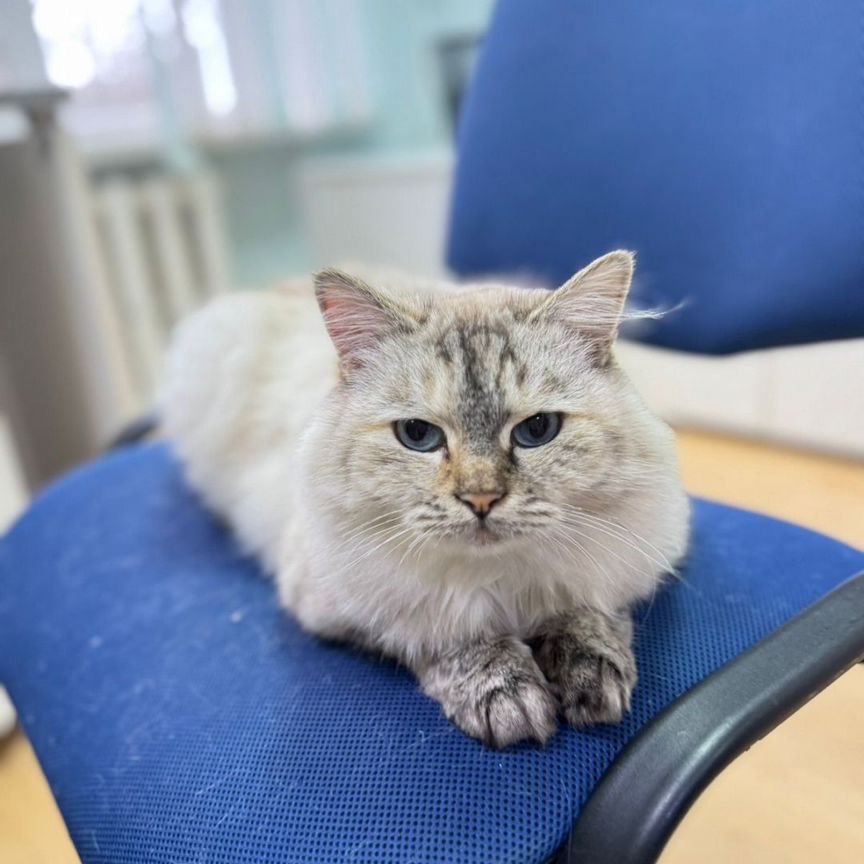 Кошечка в добрые руки