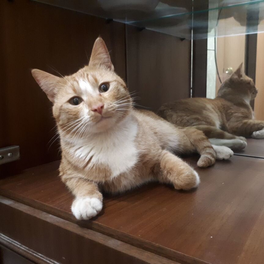 Рыжий котик