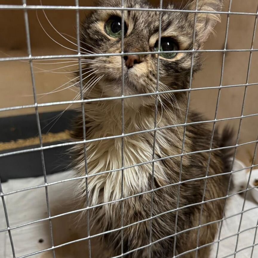 Прося в добрые руки