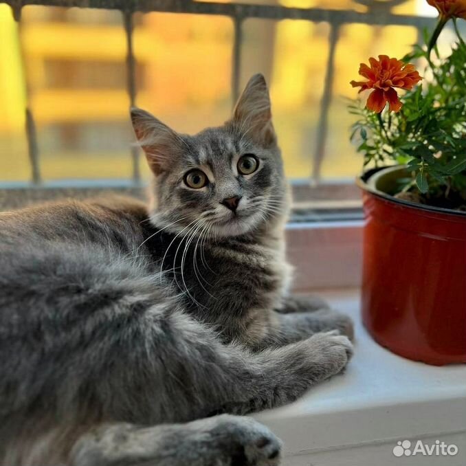 Котенок Солнышко ищет дом
