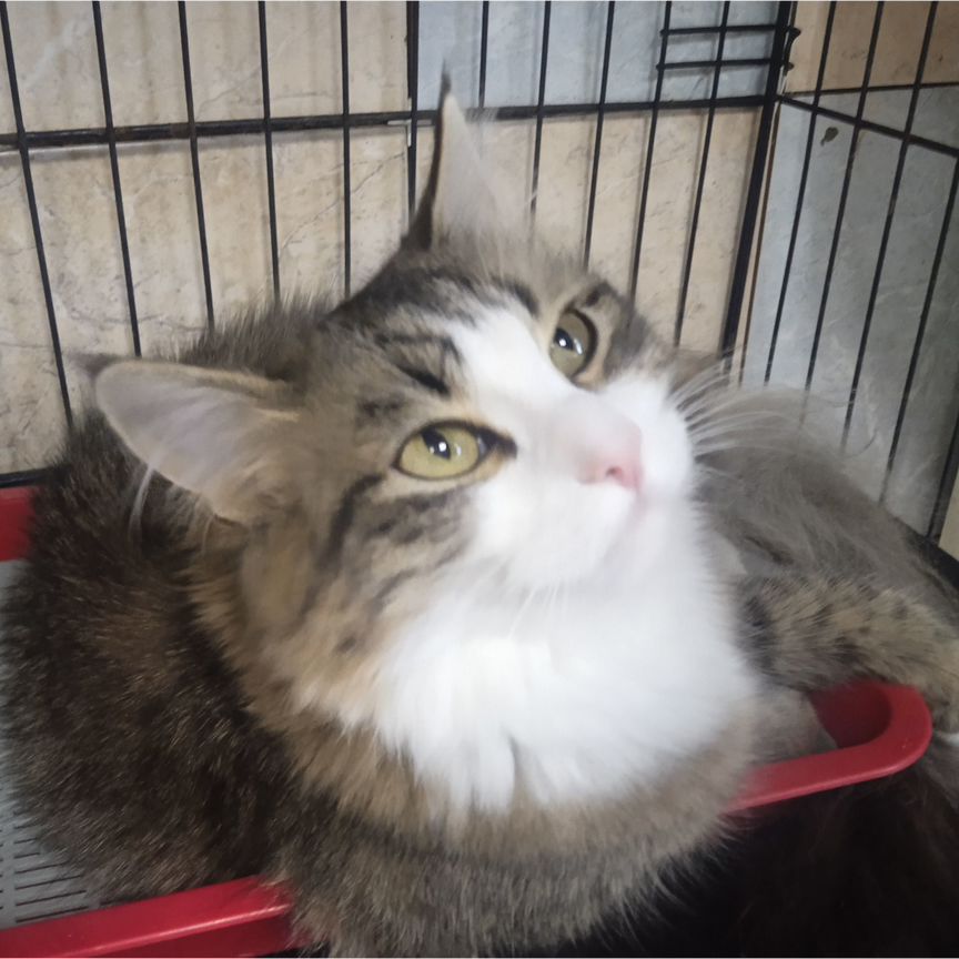 Зая и просто красавица ищет доброе сердце