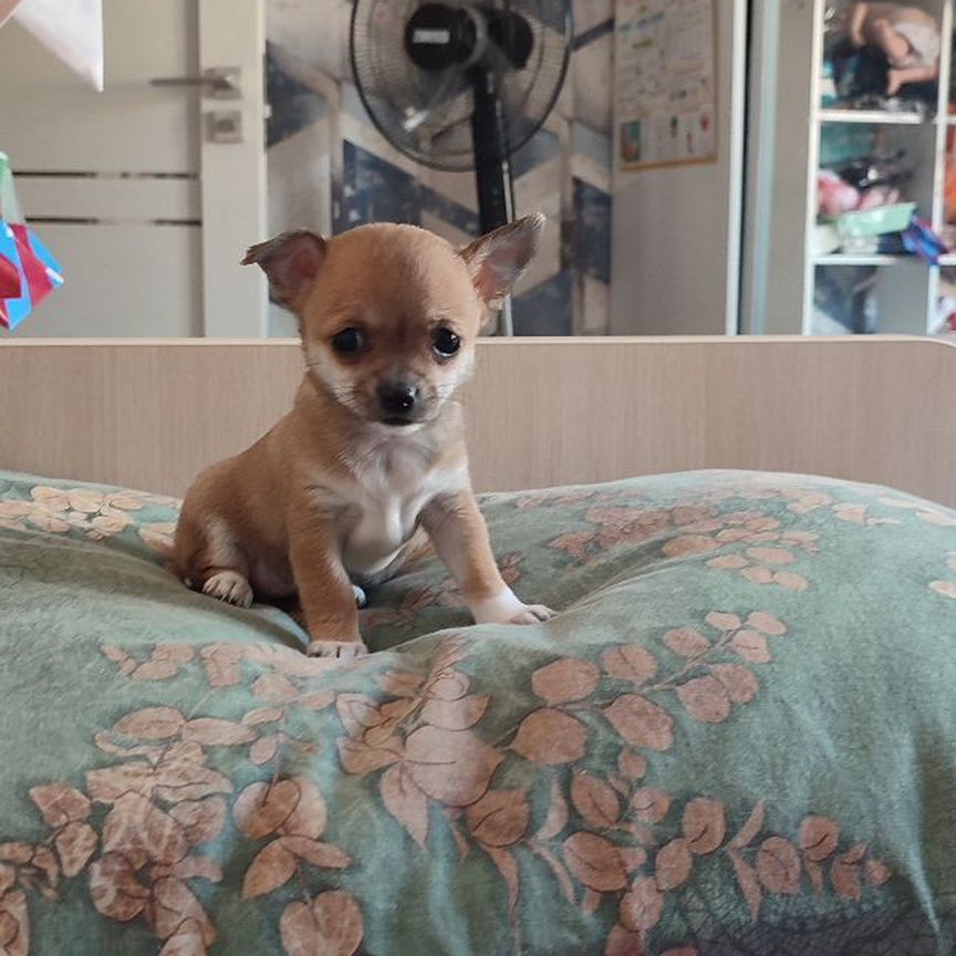 Чихуахуа девочка