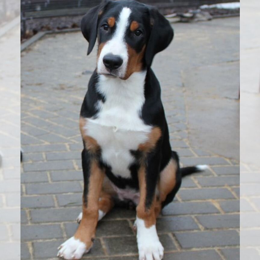 Большой швейцарский зенненхунд (гросс)