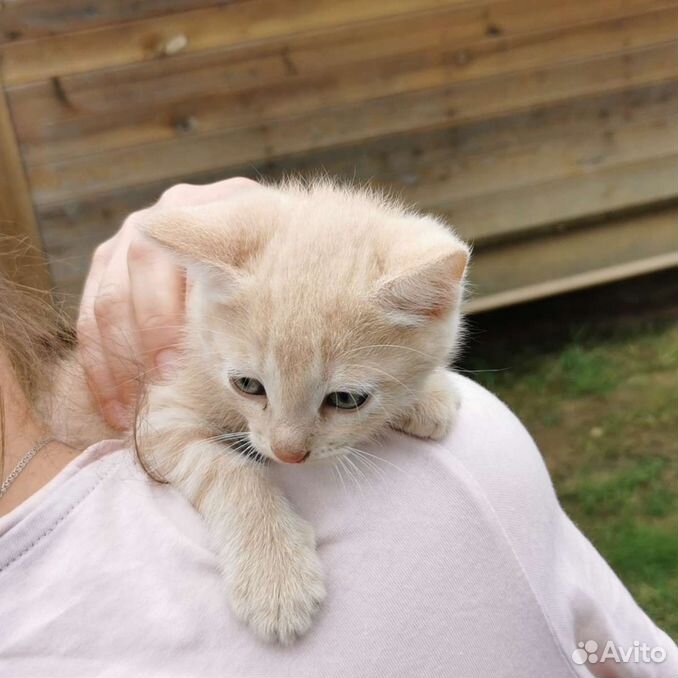 Котенок котик 1мес в добрые руки